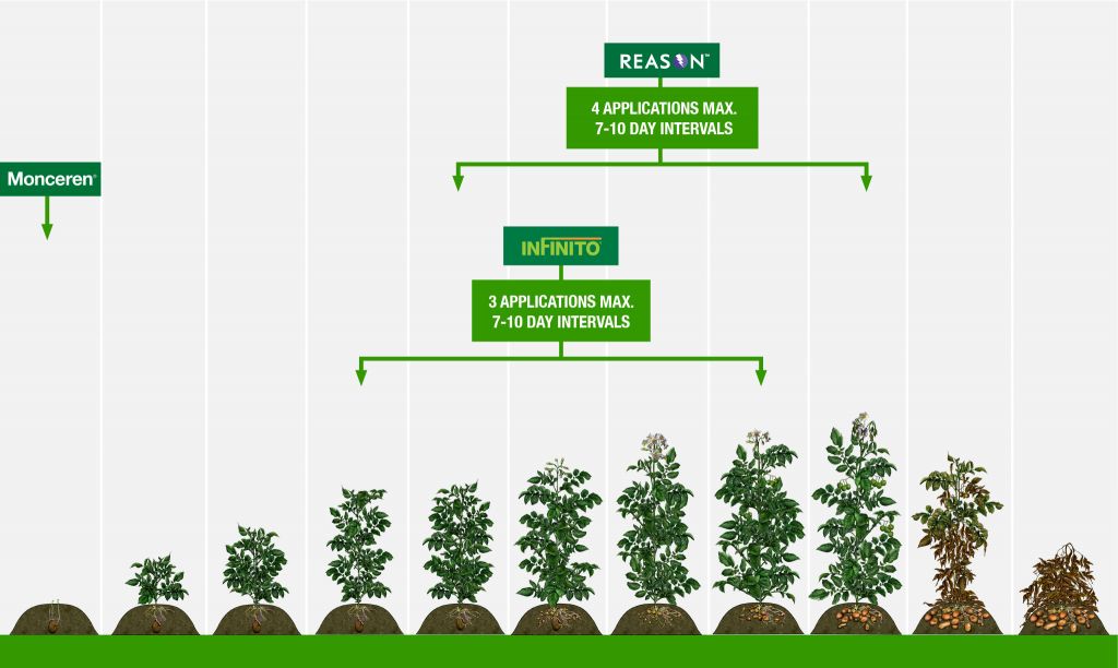 Potatoes Diseases Spray Programme | Bayer Crop Science New Zealand