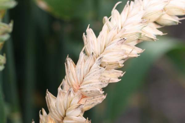 Fusarium Ear Blight | Disease Control | Bayer Crop Science New Zealand