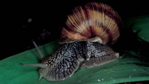 Slugs & Snails | Pest Control | Bayer Crop Science New Zealand