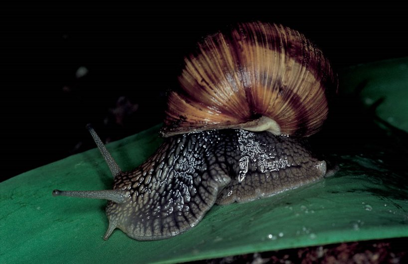 Slugs & Snails | Pest Control | Bayer Crop Science New Zealand