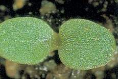 Broad-leaved Fleabane | Weed Control | Bayer Crop Science New Zealand