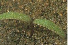 Fathen | Weed Control | Bayer Crop Science New Zealand