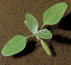 Fathen | Weed Control | Bayer Crop Science New Zealand