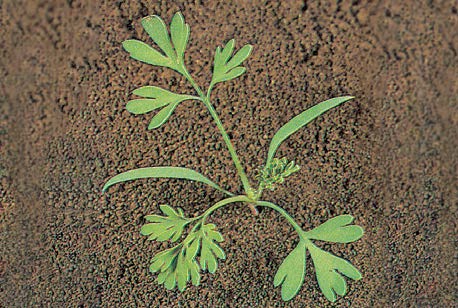 Fumitory | Weed Control | Bayer Crop Science New Zealand