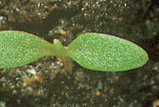 Groundsel | Weed Control | Bayer Crop Science New Zealand