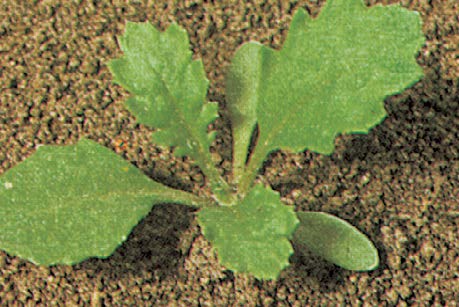 Groundsel | Weed Control | Bayer Crop Science New Zealand