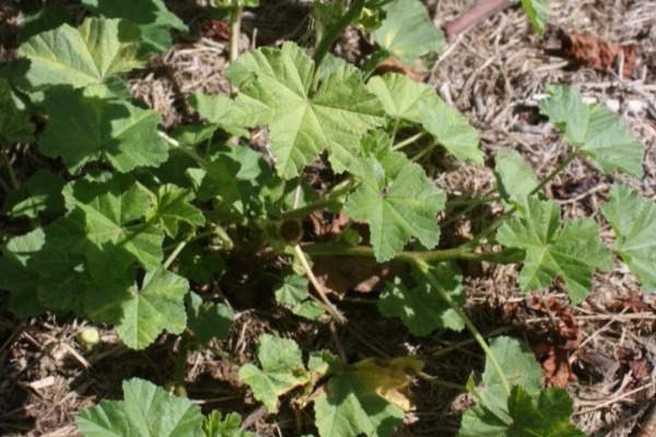 Creeping Mallow | Weed Control | Bayer Crop Science New Zealand