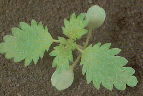 Nettle | Weed Control | Bayer Crop Science New Zealand