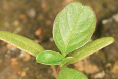 Amaranthus - Red Root | Weed Control | Bayer Crop Science New Zealand