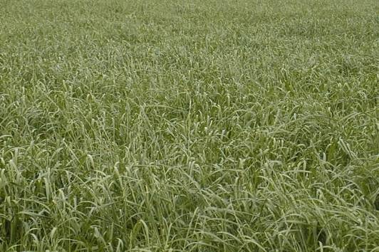 Ryegrass - Perennial | Weed Control | Bayer Crop Science New Zealand