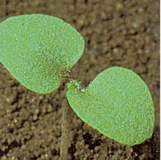 Speedwell | Weed Control | Bayer Crop Science New Zealand