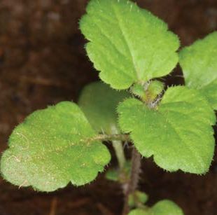 Speedwell | Weed Control | Bayer Crop Science New Zealand