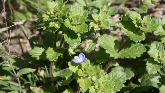 Speedwell | Weed Control | Bayer Crop Science New Zealand