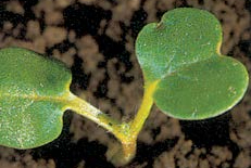 Wild Radish - Charlock | Weed Control | Bayer Crop Science New Zealand
