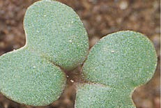 Wild Turnip | Weed Control | Bayer Crop Science New Zealand