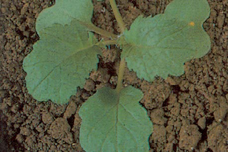 Wild Turnip | Weed Control | Bayer Crop Science New Zealand