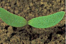 Willow Weed | Weed Control | Bayer Crop Science New Zealand