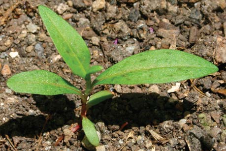 Willow Weed | Weed Control | Bayer Crop Science New Zealand
